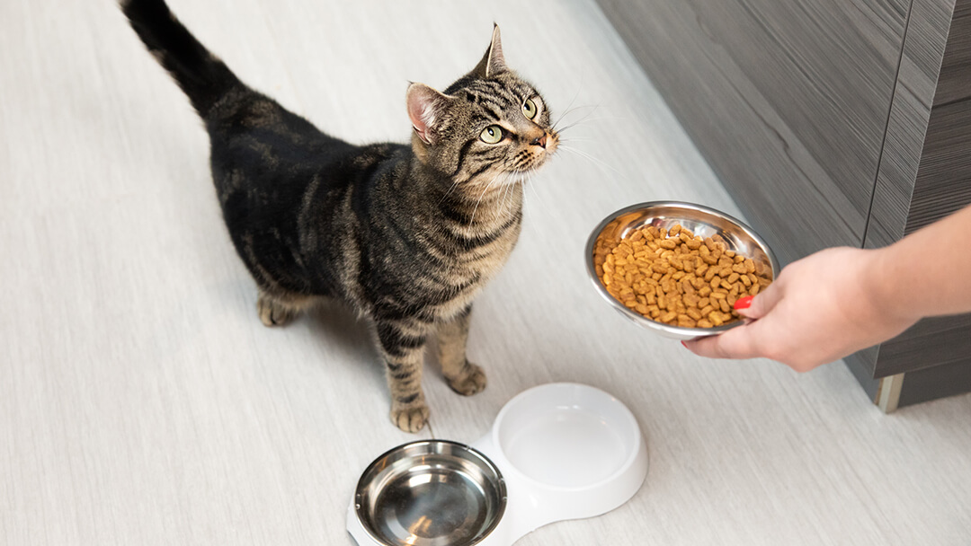 How To Maintain Balnced Diet For Cats E Who Know